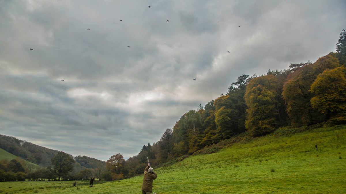 Pheasant shooting in Wales - Shoots & Availability on GunsOnPegs