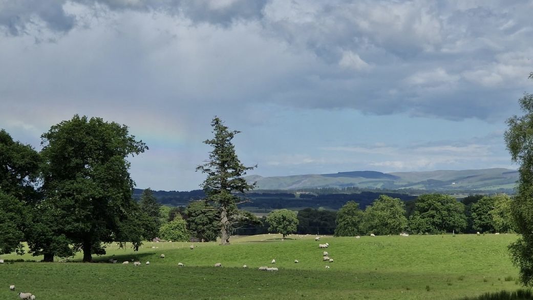 Pheasant shooting - Shoots & Availability on GunsOnPegs