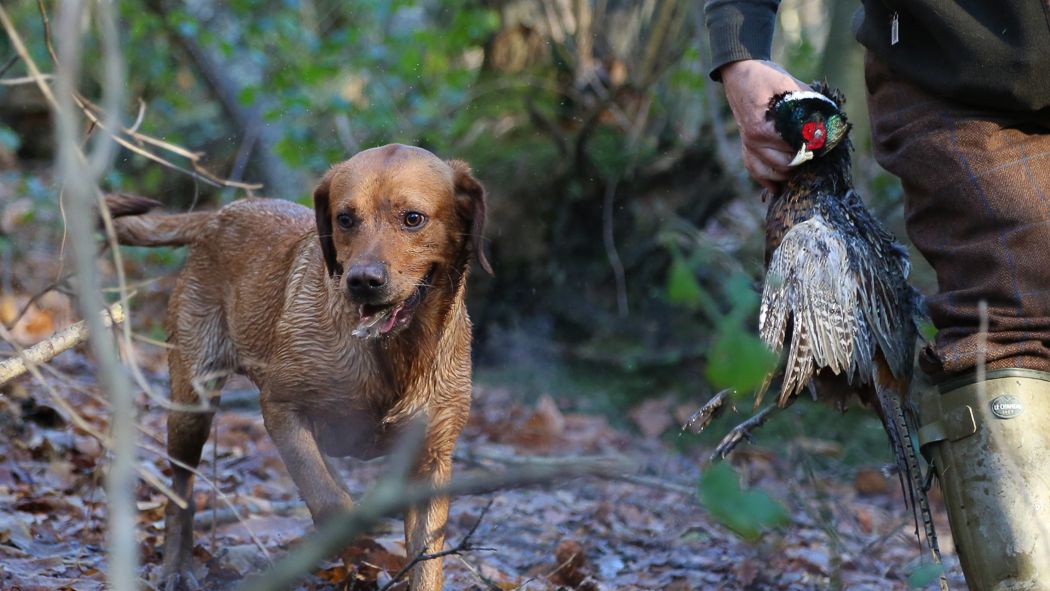 Game shooting in Kent - Shoots & Availability on GunsOnPegs