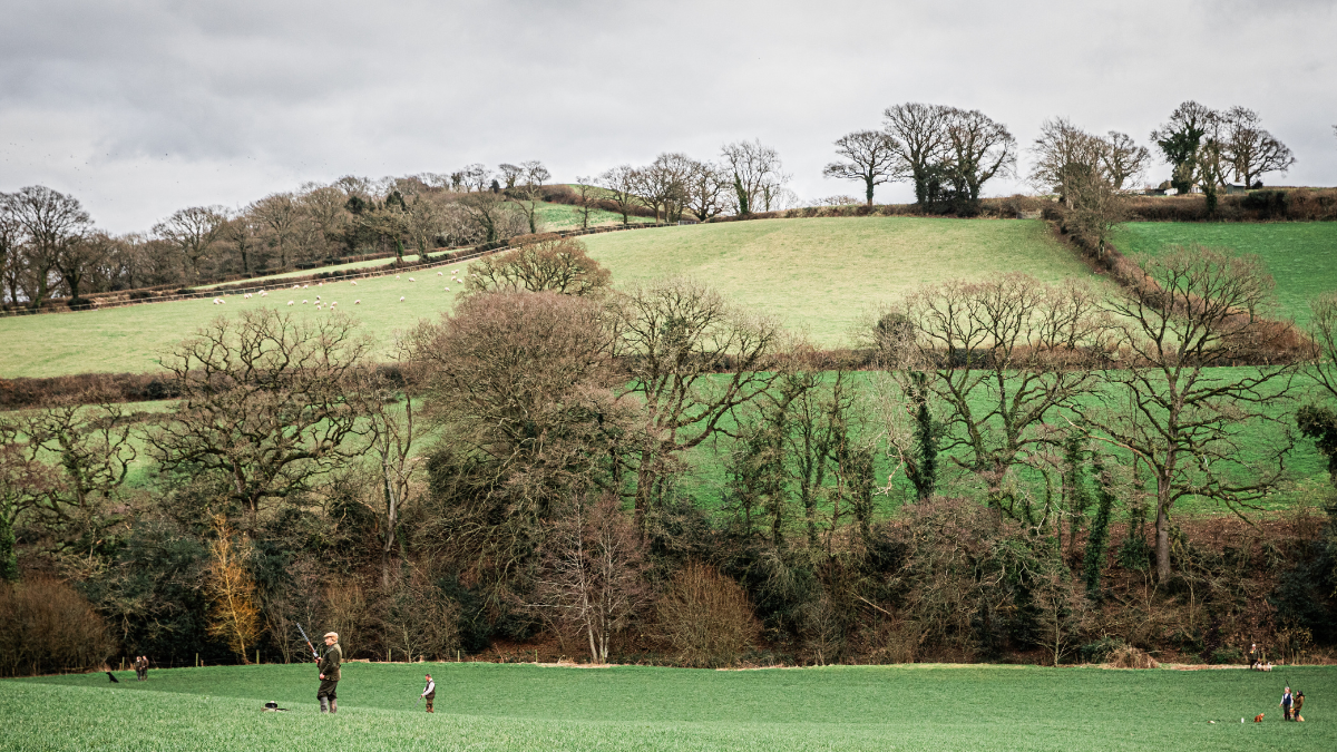 Pheasant shooting in Devon - Shoots & Availability on GunsOnPegs