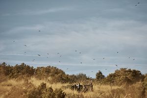 Partridge shooting - Shoots & Availability on GunsOnPegs